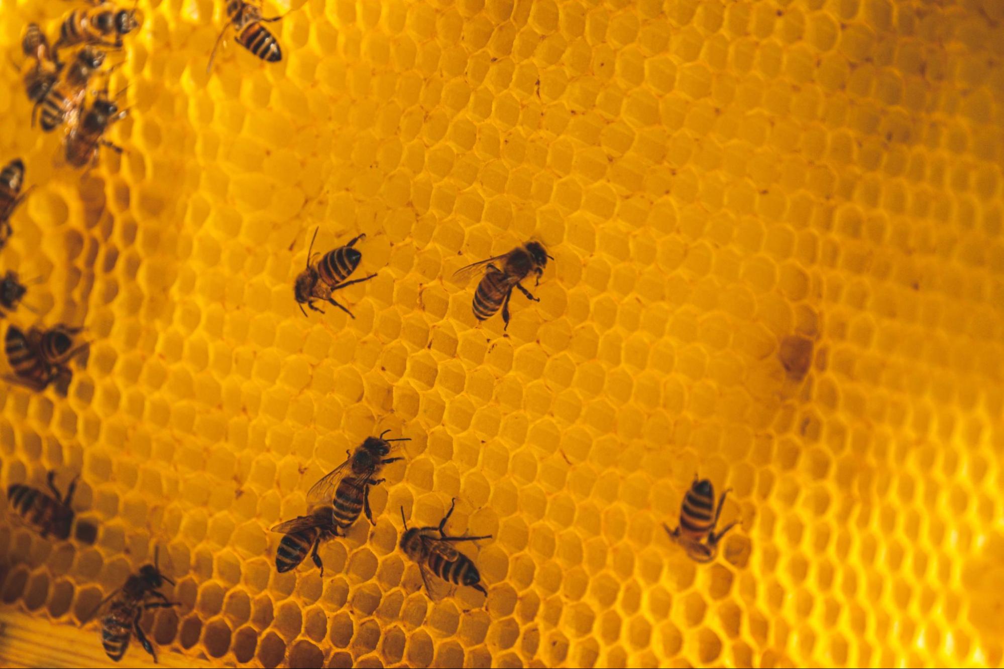 How Do Honey Bees Create Beehives? - Mann Lake Bee & Ag Supply