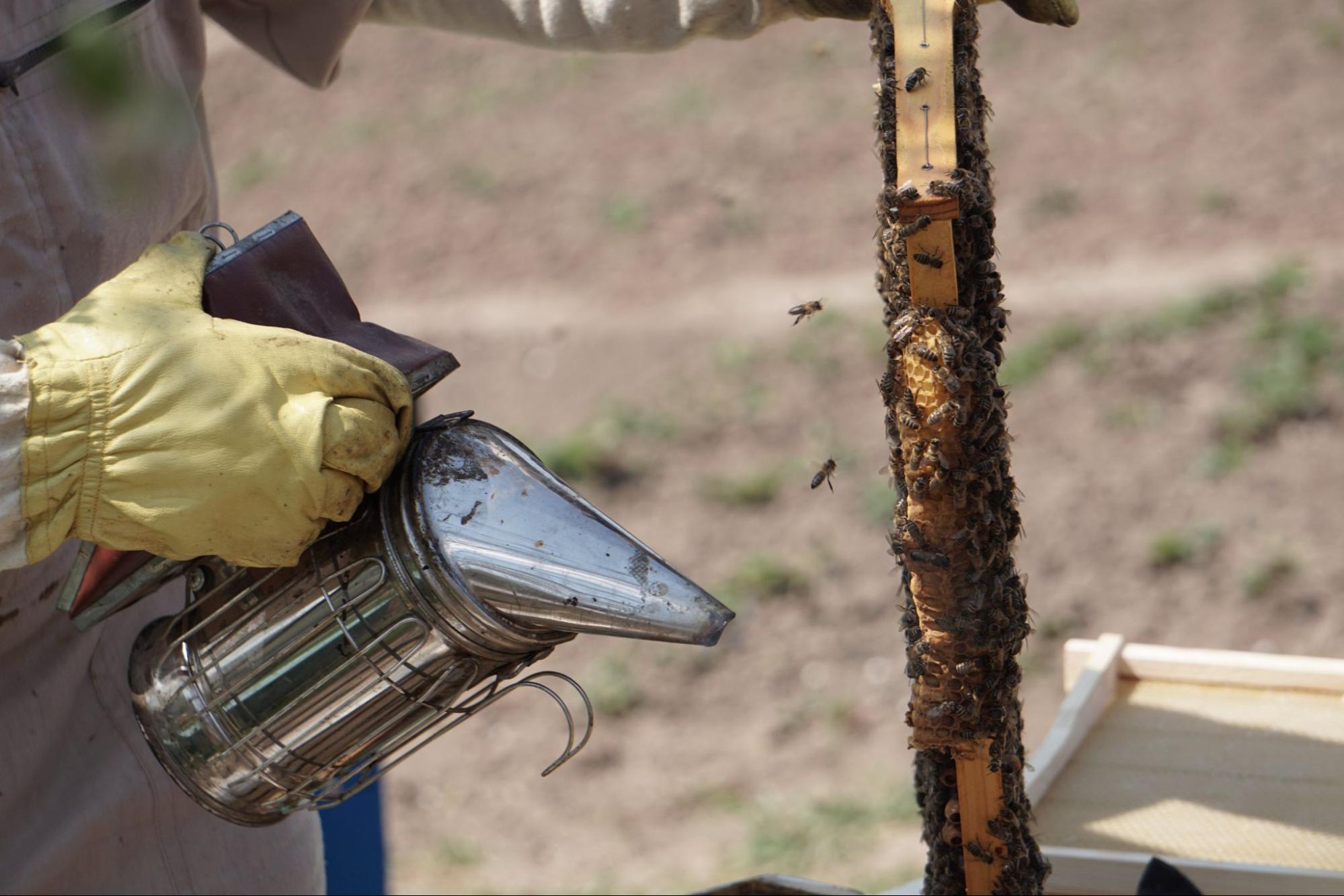 How to Install Nucleus Colony Bees - Mann Lake Bee & Ag Supply