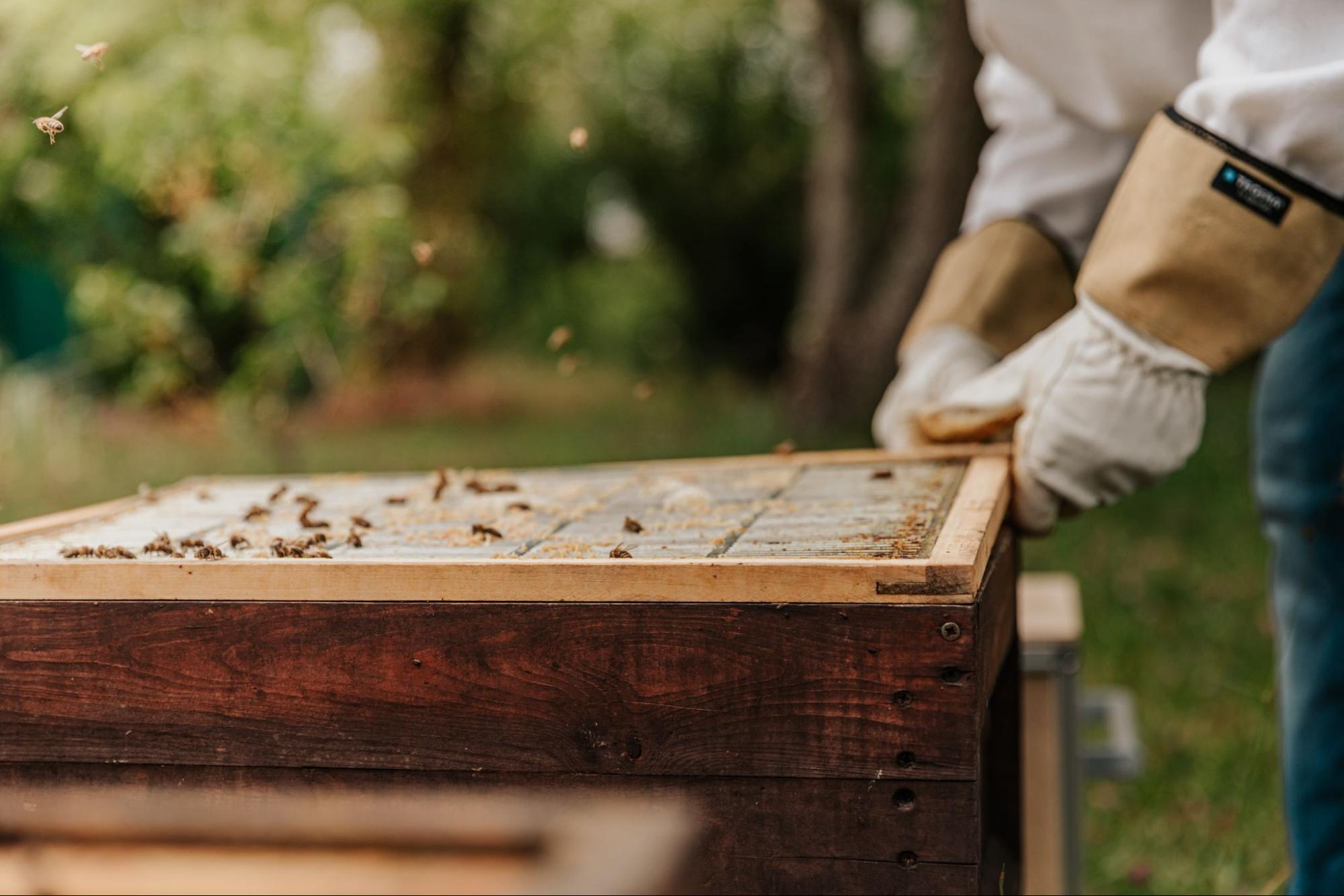 How to Install Nucleus Colony Bees - Mann Lake Bee & Ag Supply
