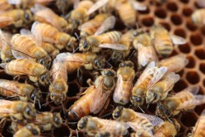 Bee Breeds - Mann Lake Bee & Ag Supply